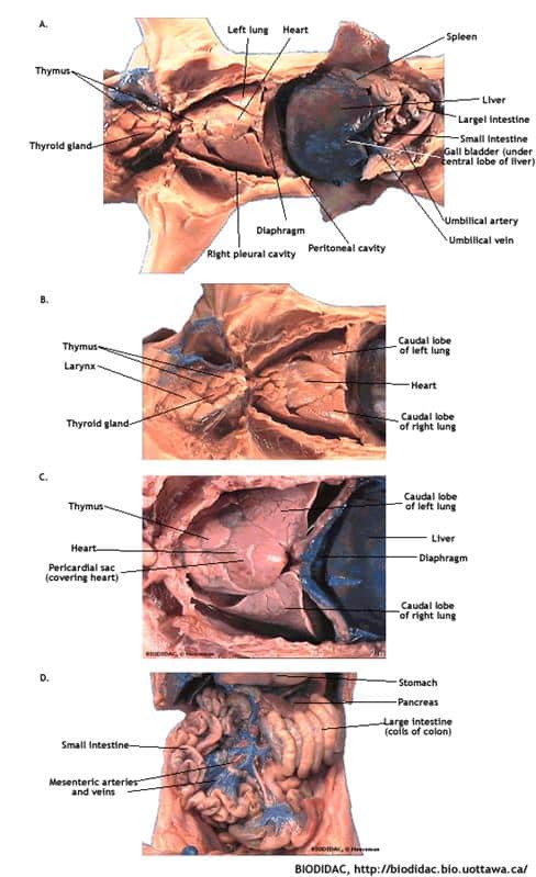 Fetal Pig Dissection Manual Online Homework Help SchoolWorkHelper