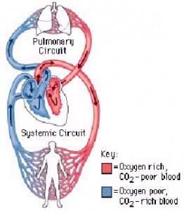 The Human Circulatory System | SchoolWorkHelper