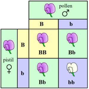 Mendelian Genetics (Gregor Mendel) | SchoolWorkHelper