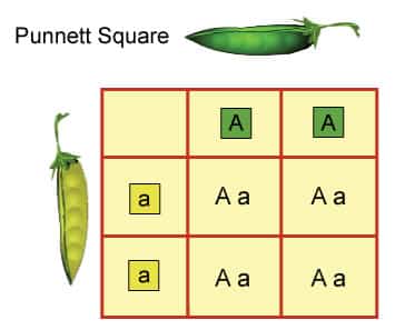 Punnett-Square | SchoolWorkHelper