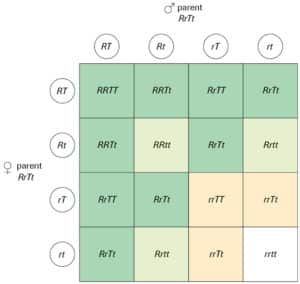 The Hardy Weinberg Principle | SchoolWorkHelper