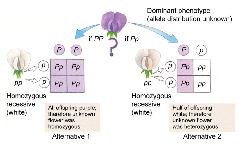 Mendelian Genetics (Gregor Mendel) | SchoolWorkHelper