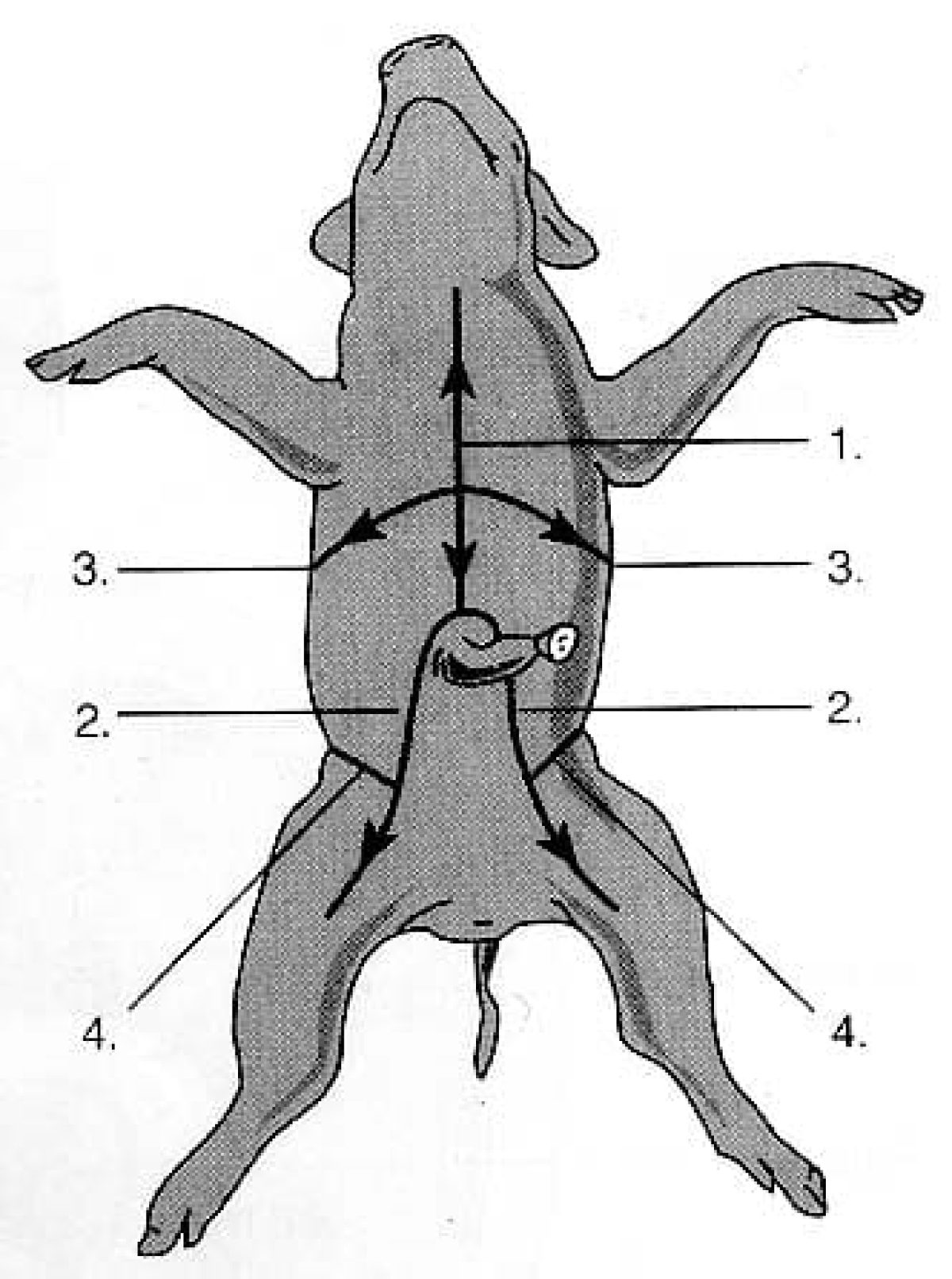 Fetal Pig Dissection Manual Schoolworkhelper