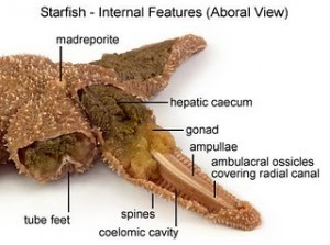 Sea Star: Dissection | SchoolWorkHelper