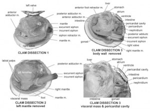 Clam Dissection Lab: Explained | SchoolWorkHelper