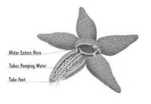 Sea Star: Dissection | SchoolWorkHelper