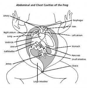 Frog Dissection: Background & Urogenital System | SchoolWorkHelper
