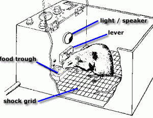 Learning: Classical Conditioning & Operant Conditioning | SchoolWorkHelper