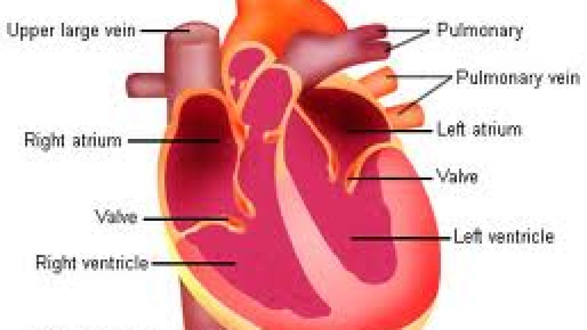 Cardiovascular System Structure ICF Illusration Library