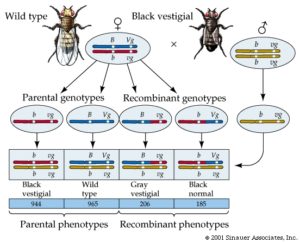 Genetic Linkage and Recombination | SchoolWorkHelper