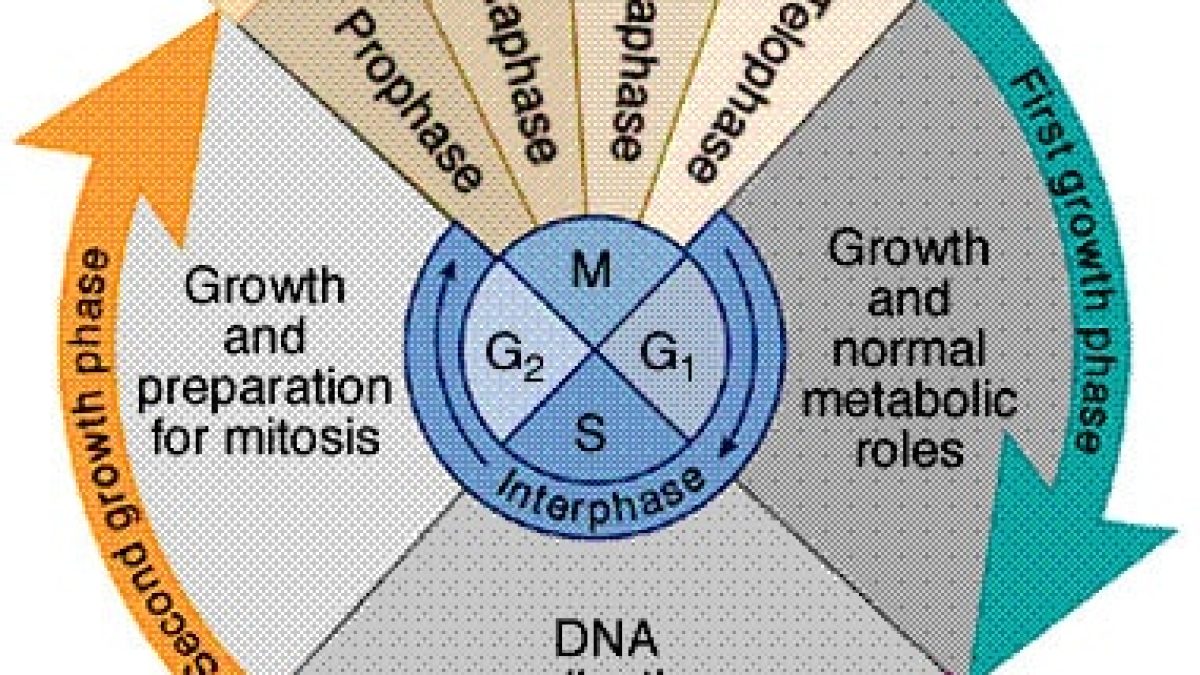 Meiosis Vs Mitosis Comparison Schoolworkhelper