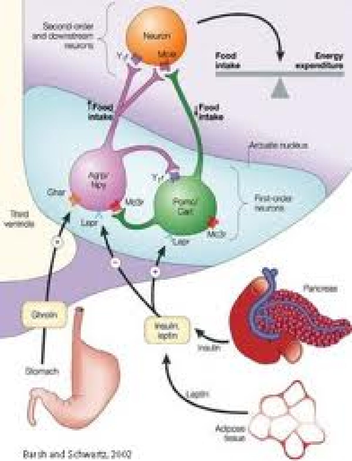Metabolism Diagram Biology