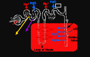 Water Balance: ADH, Angiotensin, Aldosterone | SchoolWorkHelper