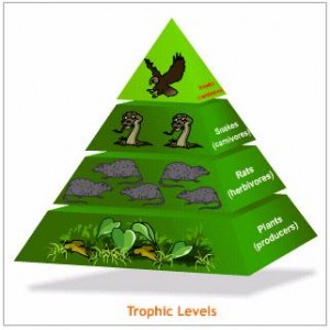 Energy Movement in Ecosystems: Trophic & Energy Pyramid | SchoolWorkHelper
