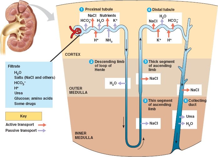 Body Systems Urine Formation SchoolWorkHelper
