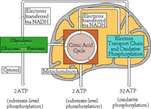 Cellular Respiration: Glycolysis, Pyruvate, Krebs | SchoolWorkHelper