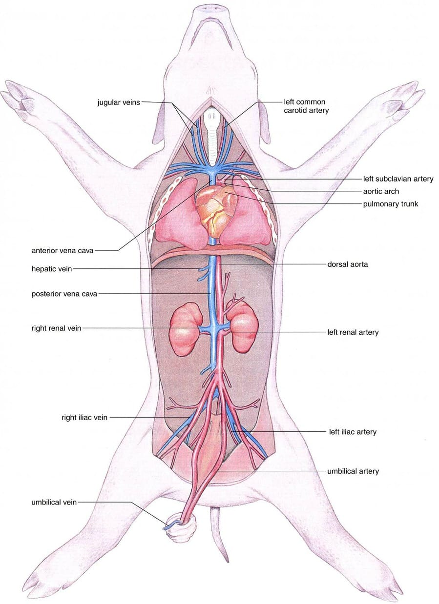 Fetal pig diagram SchoolWorkHelper