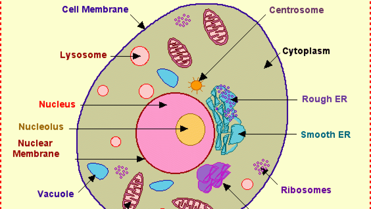 How To Draw Human Cell Diagram