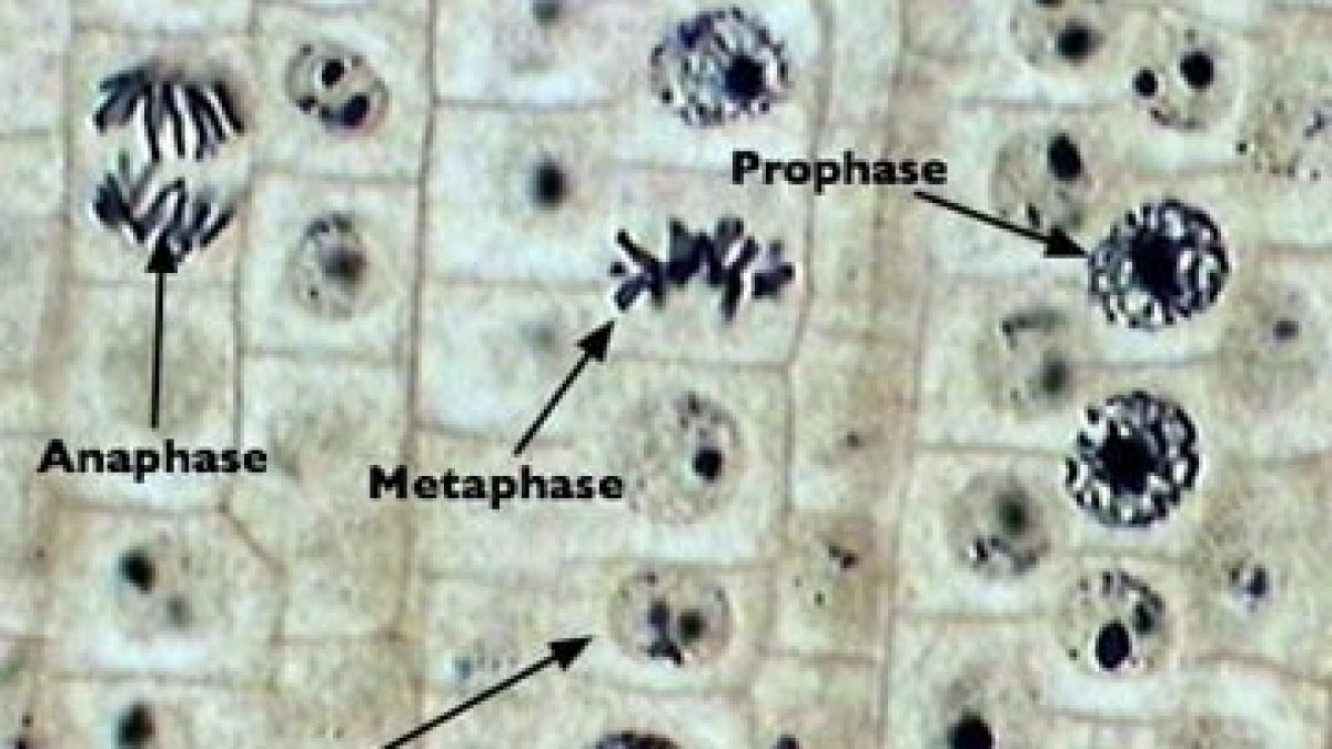 Onion Cell Mitosis Plant Mitosis Telophase 500x At 35mm Onion Root Tip