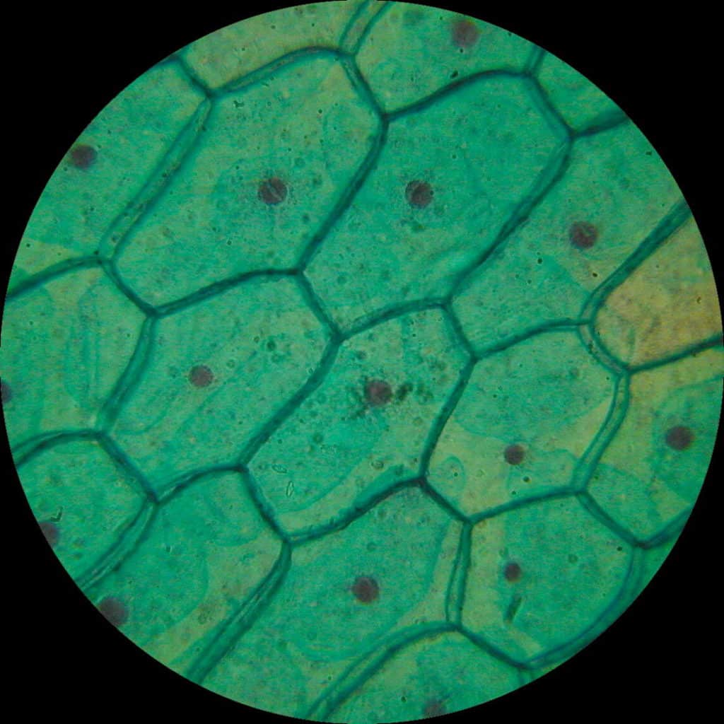 Plant & Animal Cells Staining Lab Answers | SchoolWorkHelper