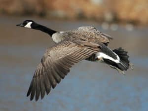 Canada Goose: Habitat, Life, Reproduction | SchoolWorkHelper