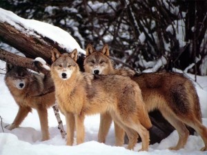 Wolves: Habitat, Characteristics, Behaviors | SchoolWorkHelper