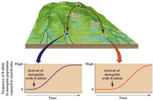 Evolution & Ecology: Natural selection, Gene flow, Speciation, Drift | SchoolWorkHelper