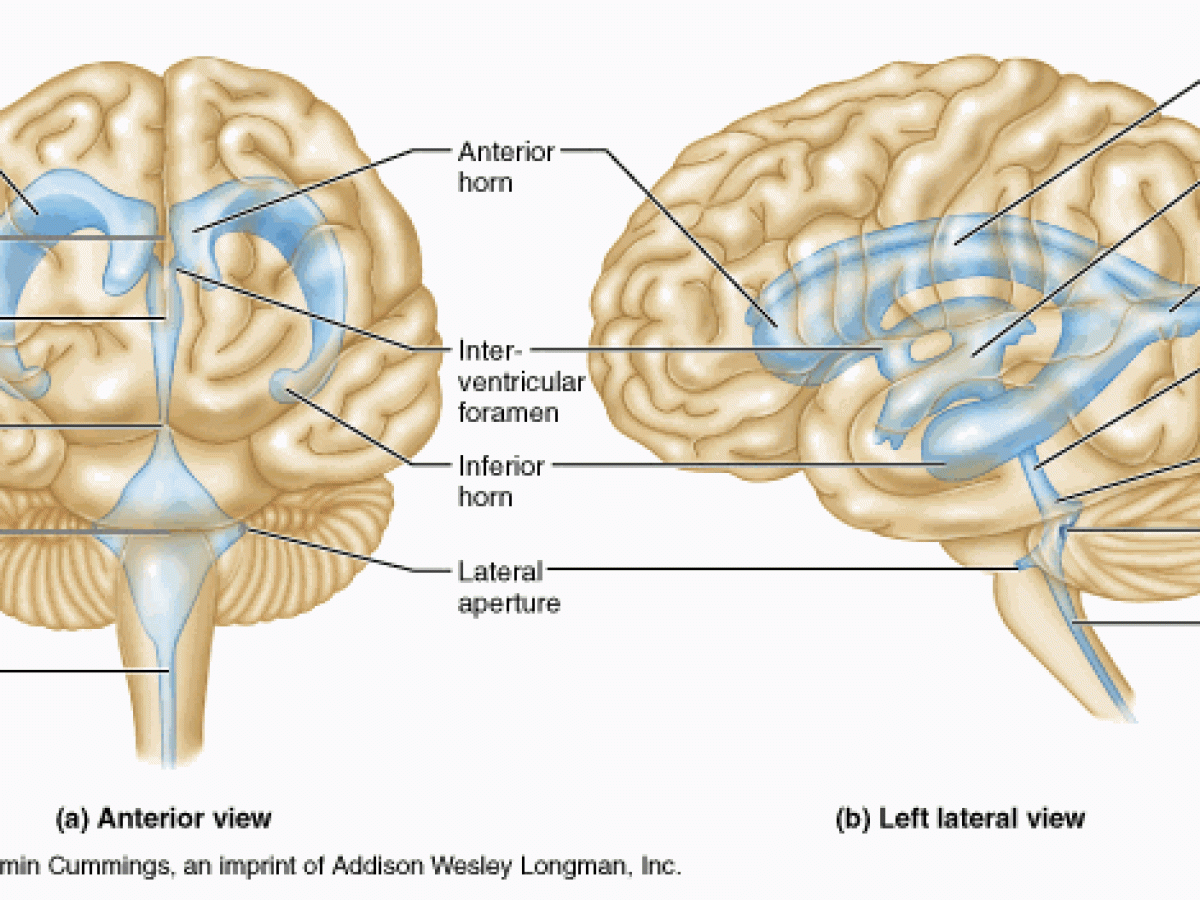 The Anterior Horn Of Lateral Ventrical