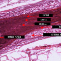 Histology: Labelled Slides | SchoolWorkHelper
