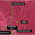 Histology: Labelled Slides | SchoolWorkHelper
