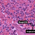 Histology: Labelled Slides | SchoolWorkHelper