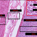 Histology: Labelled Slides | SchoolWorkHelper