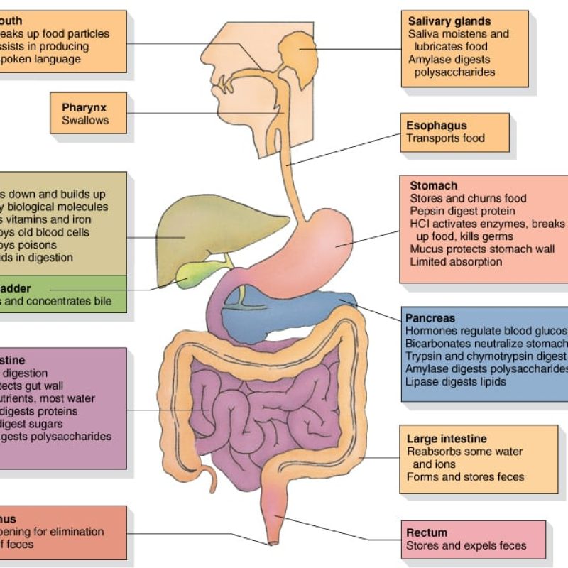 General Function Digestive System Digestive Systems Their Structure General Function Digestive System Digestive Systems Their Structure