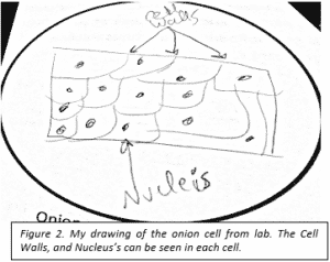 Microscope Cell Lab: Cheek, Onion, Zebrina | SchoolWorkHelper