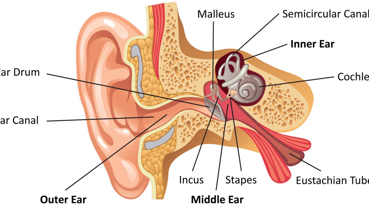 Ear Anatomy Diagram Telling What Each Part Does