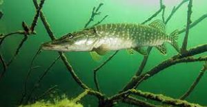 Ted Hughes’ Pike: Poem Analysis | SchoolWorkHelper