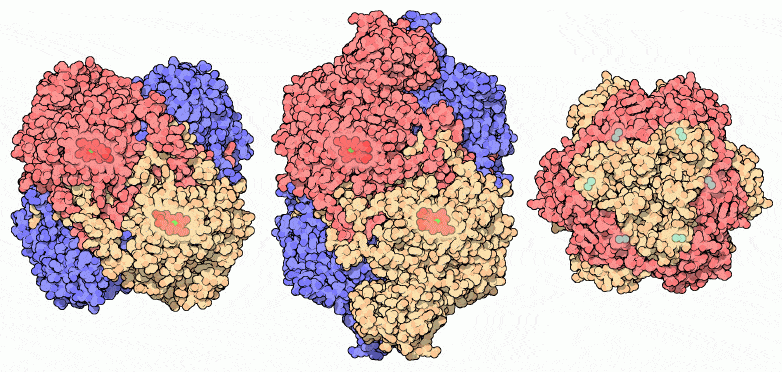 Factors Affecting the Activity of Catalase and Amylase Lab Answers ...