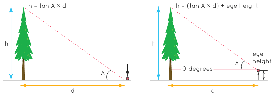 Trigonometry Tree Height: Solution | SchoolWorkHelper Trigonometry Tree Height: Solution | SchoolWorkHelper
