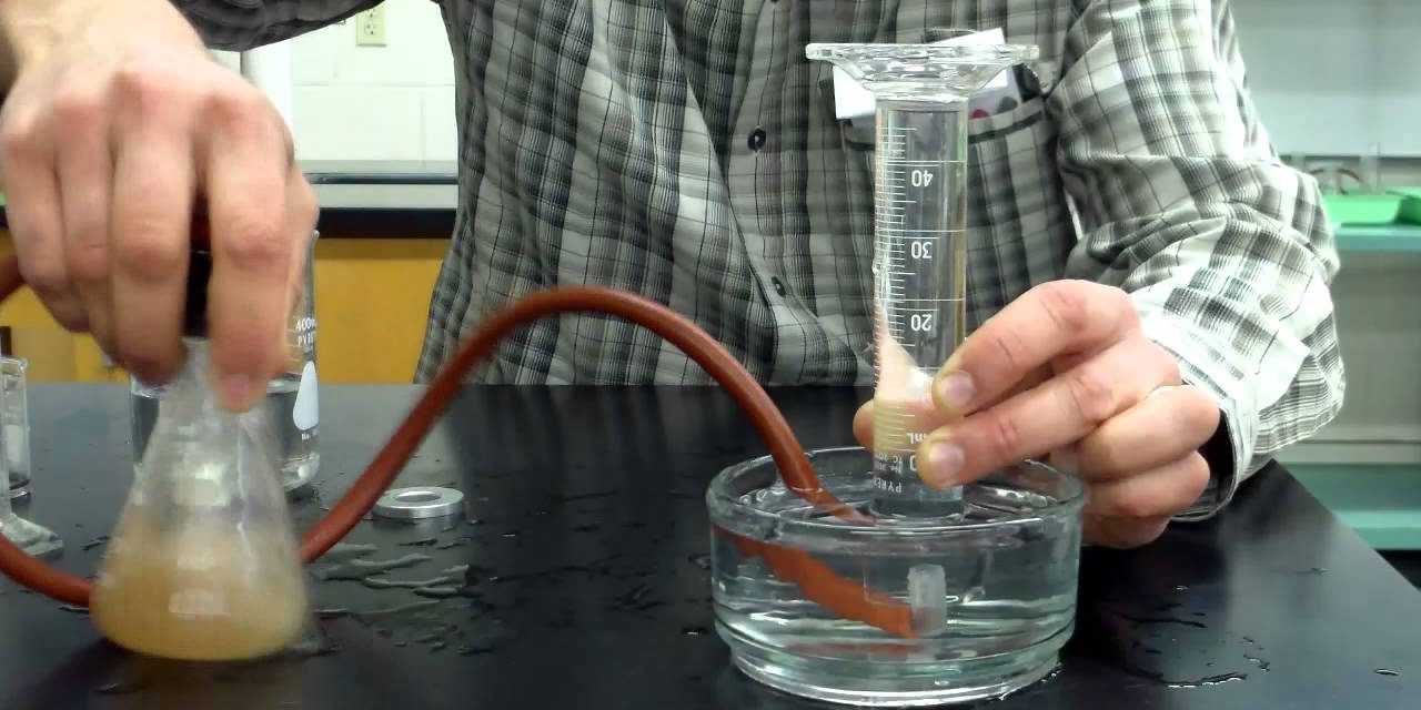 Catalase Enzyme Activity Lab: Answers | SchoolWorkHelper
